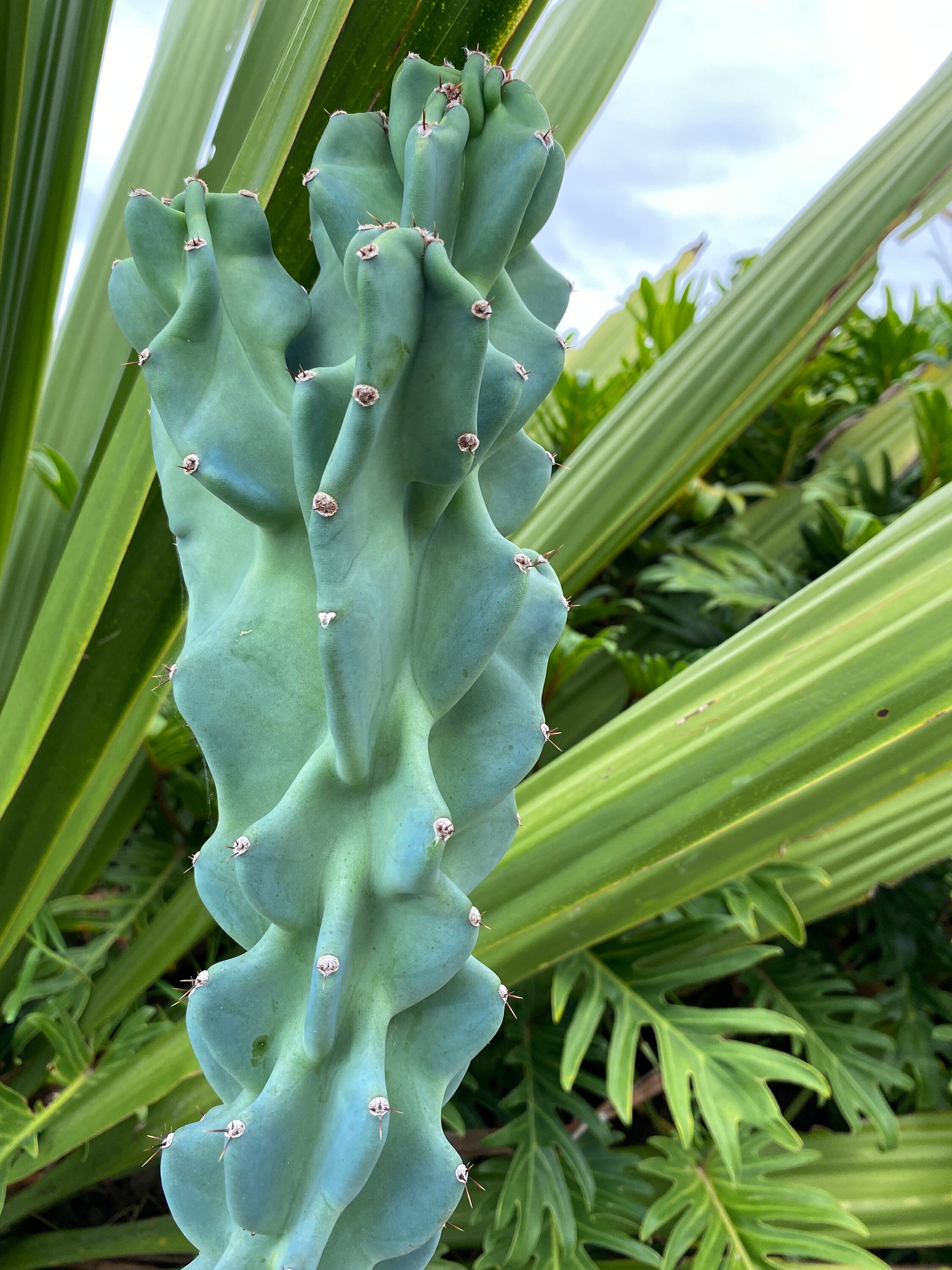 Cereus Peruvianus Monstrose - Peruvian Apple Cactus - Etsy Australia