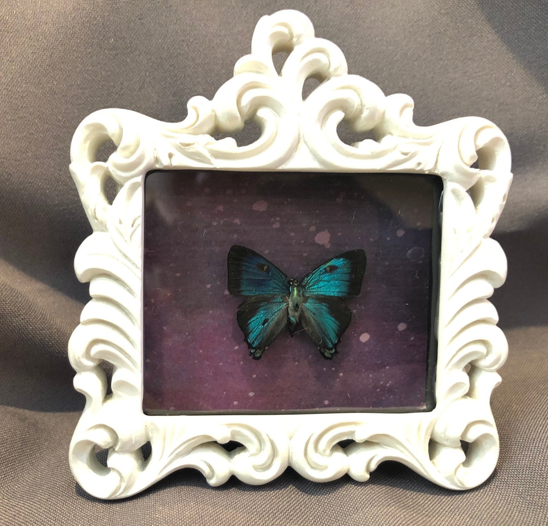 Atlides Halesus || Great Purple Hairstreak Butterfly - Etsy