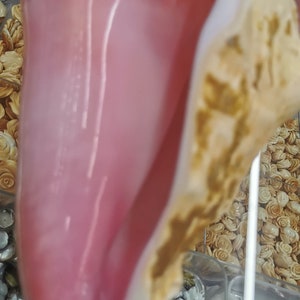 Large Pink Queen Conch Shell Horn Conch Collection Home Decor Ornaments ...