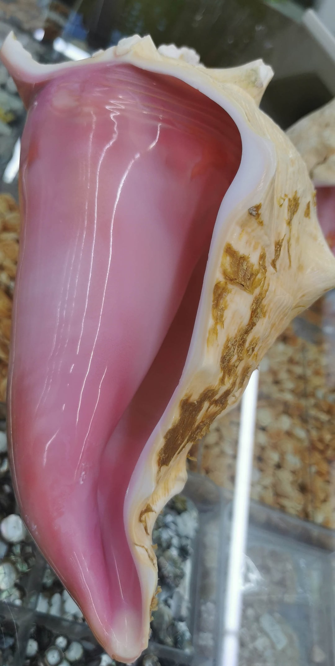 Large Pink Queen Conch Shell Horn Conch Collection Home Decor Ornaments ...