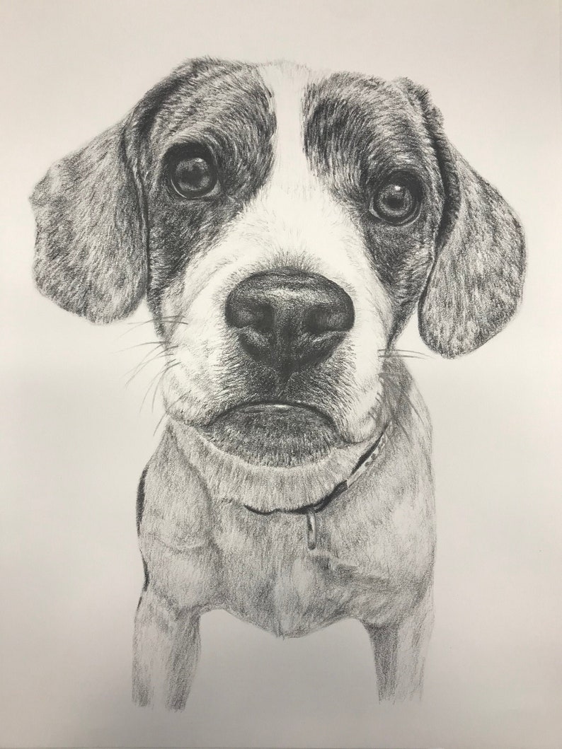 Pet Portrait Pencil Drawings, Original Graphite Portraits, Custom ...