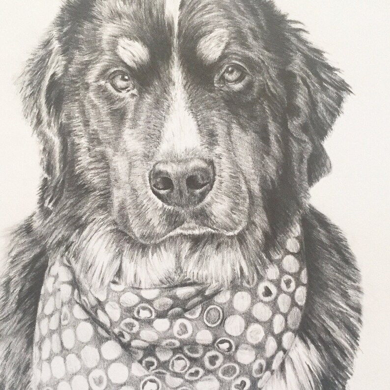 Pet Portrait Pencil Drawings Original Graphite Portraits | Etsy