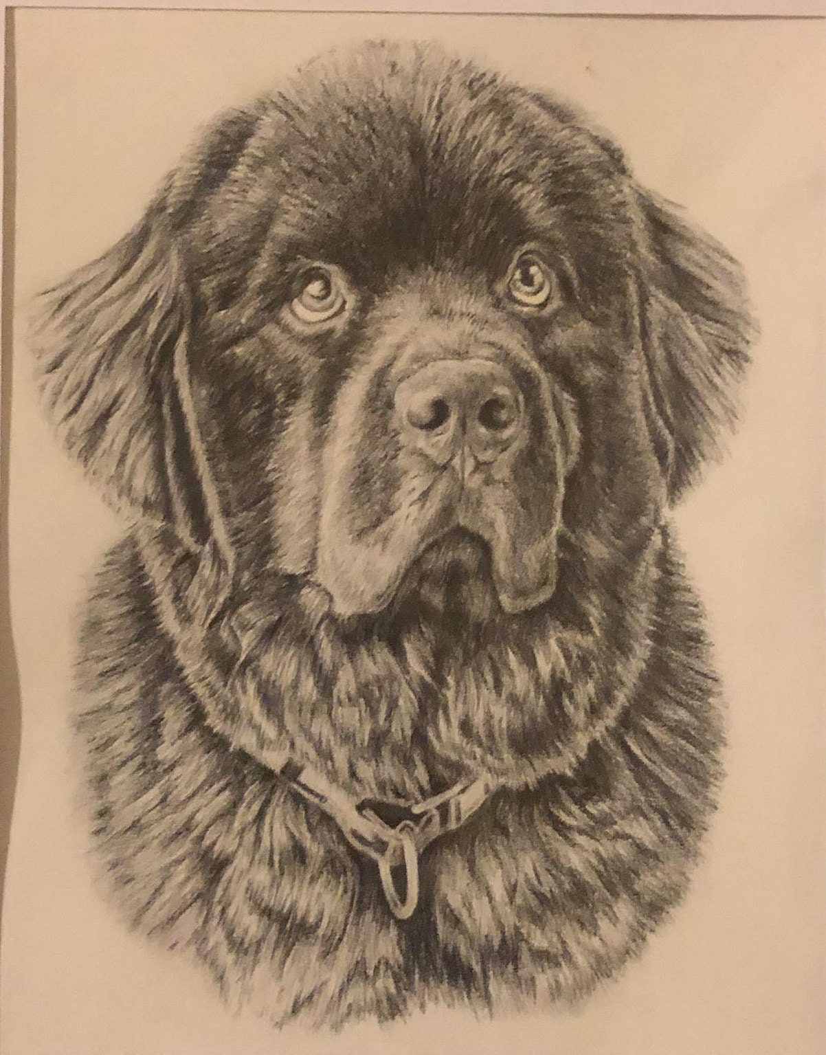 Pet Portrait Pencil Drawings Original Graphite Portraits | Etsy