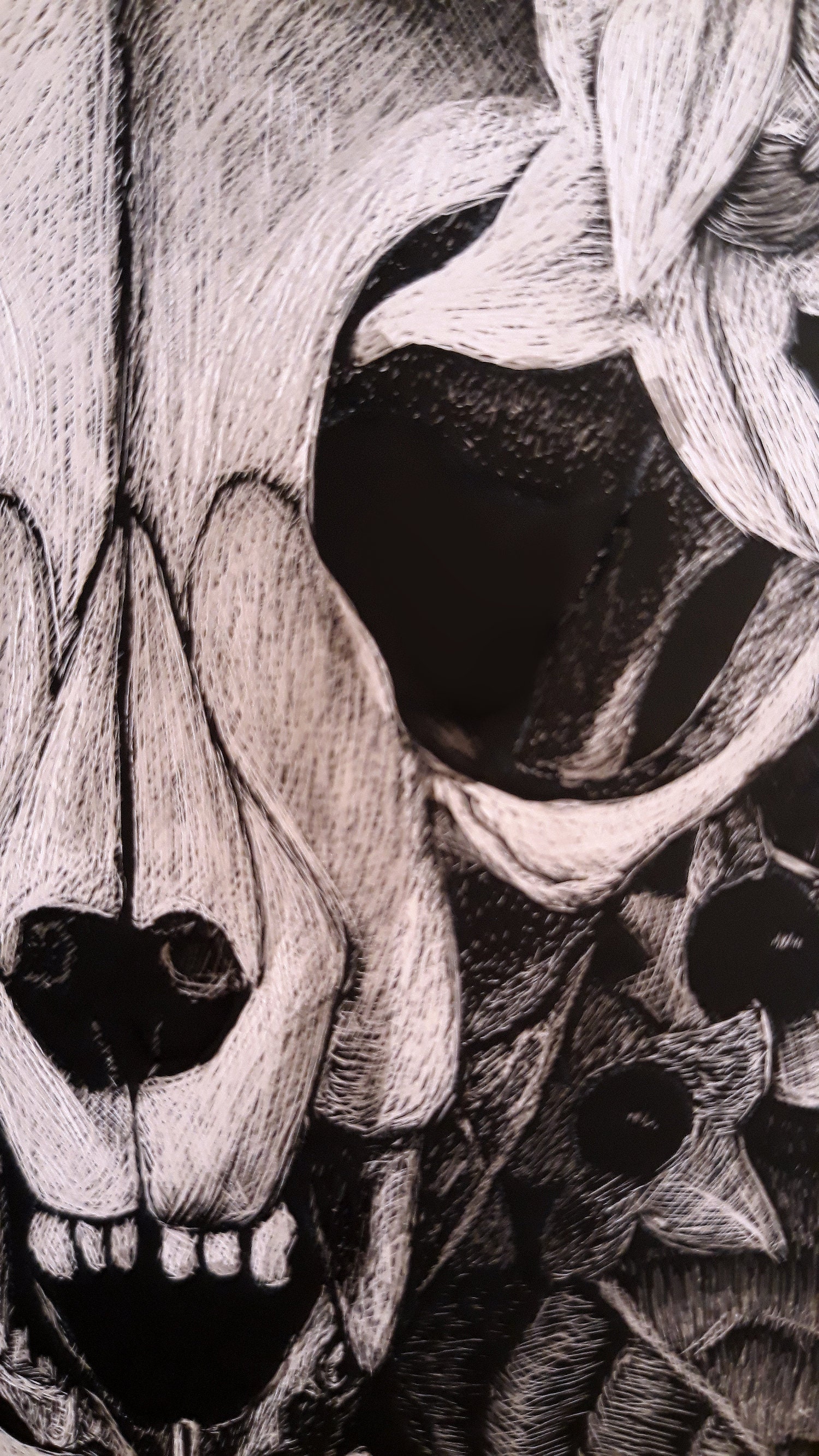 Cat Skull 5x5 Original Scratchboard Art | Etsy