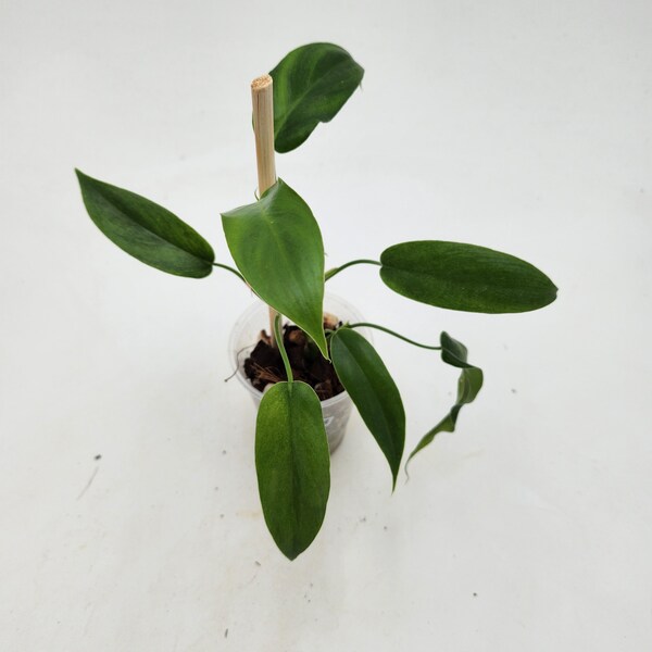 Shop Philodendron 69686 Online - Etsy