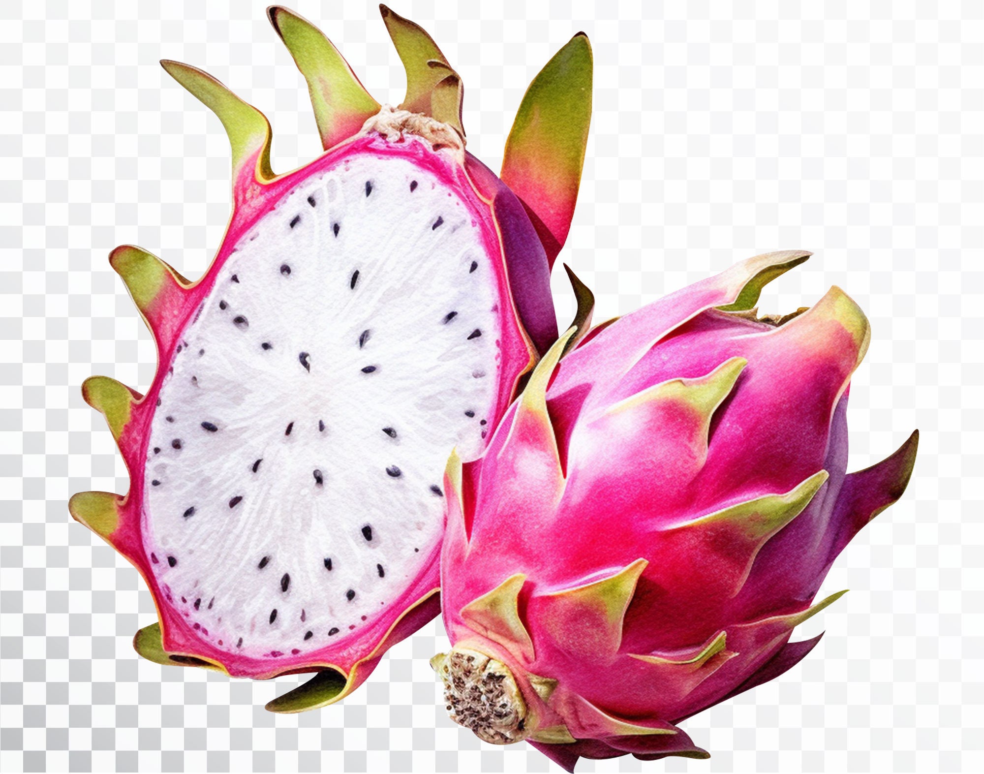 25 PNG Dragon Fruit / Tropical Summer Food Digital File / Summertime ...
