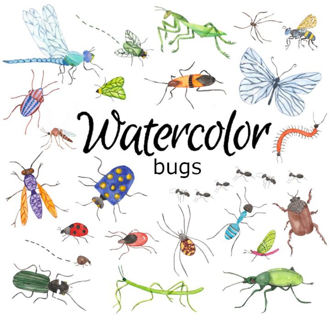 Watercolor Insect Clipart Set: Summer Bugs, Butterfly, Dragonfly (PNG ...