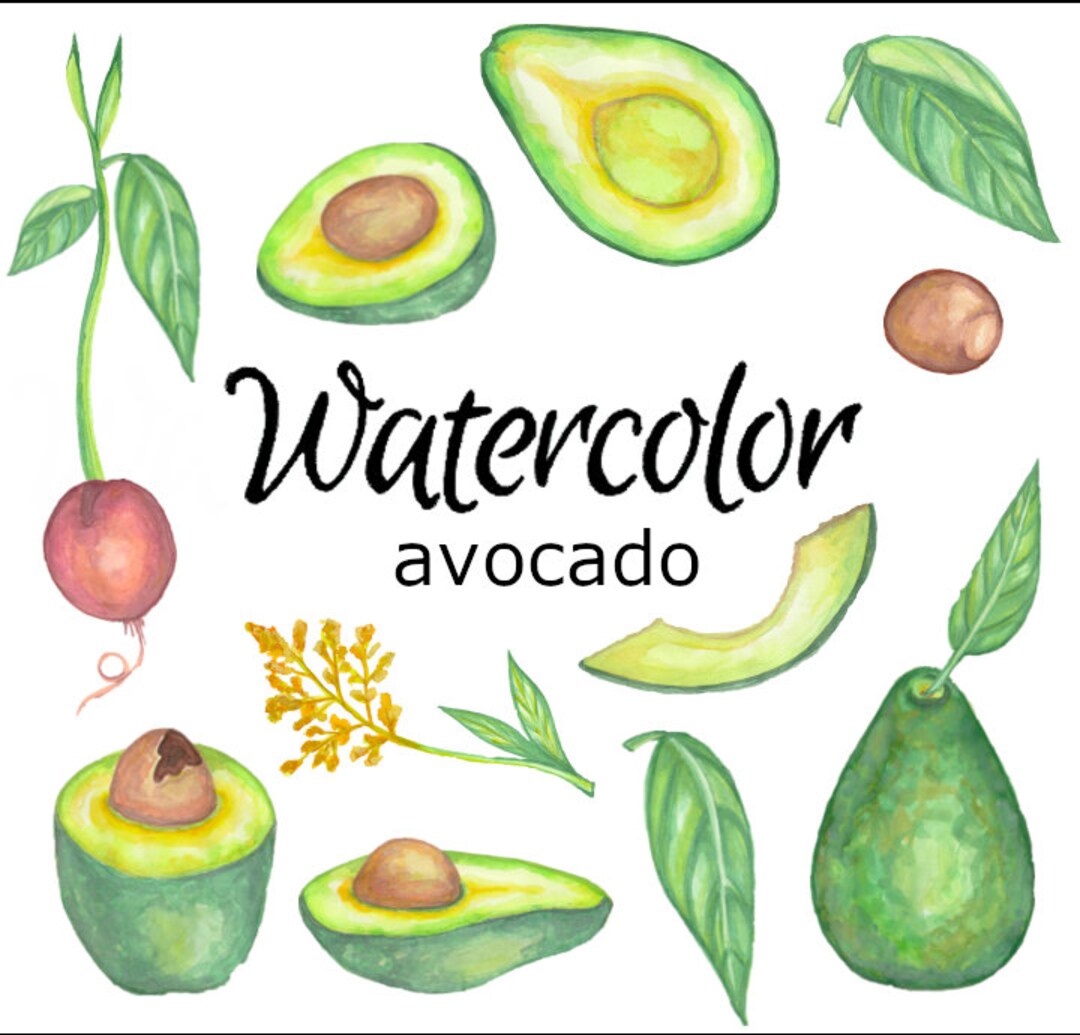 WATERCOLOR CLIPART Avocado Fruit Food Scrapbooking Png Graphics ...