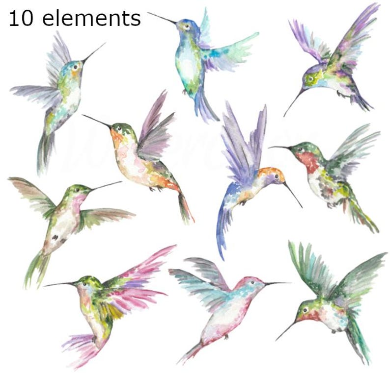 Watercolor Hummingbird Clipart Set: Hand-painted PNG Graphics - Etsy