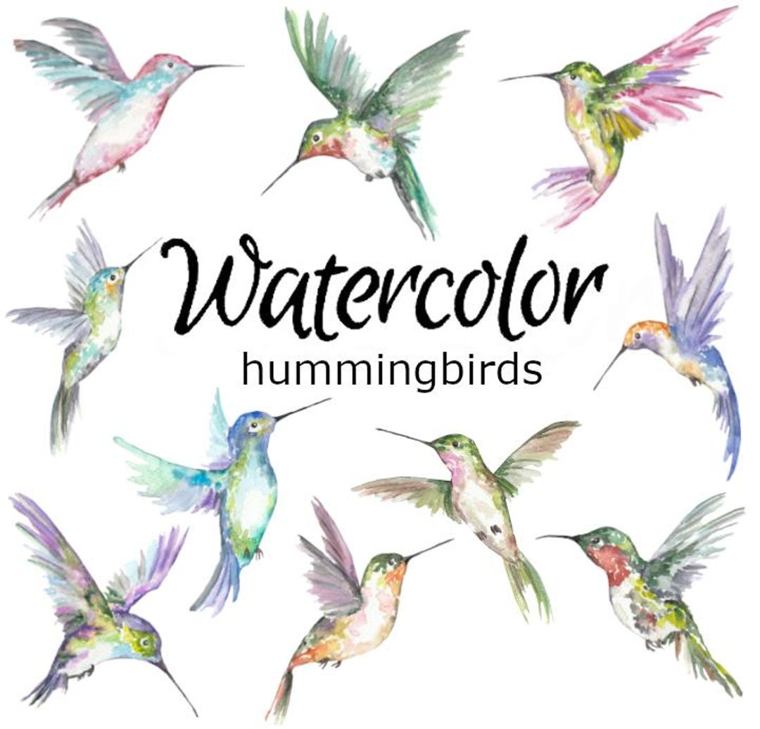 Watercolor Hummingbird Clipart Set: Hand-painted PNG Graphics - Etsy