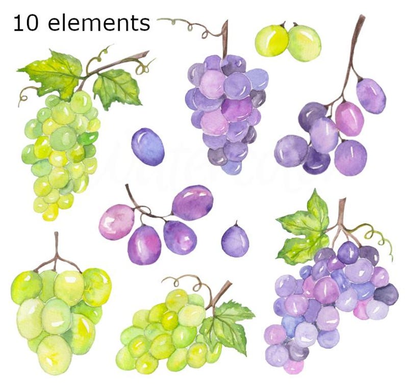 Watercolor Grapes Clipart: Hand-painted Fruit Graphics (PNG) - Etsy