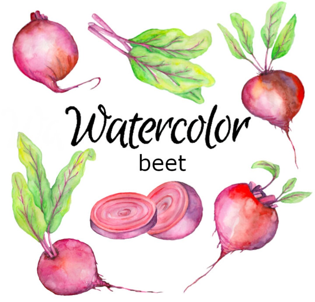 Watercolor Beet Clipart Set: Kitchen Scrapbooking PNG Graphics - Etsy