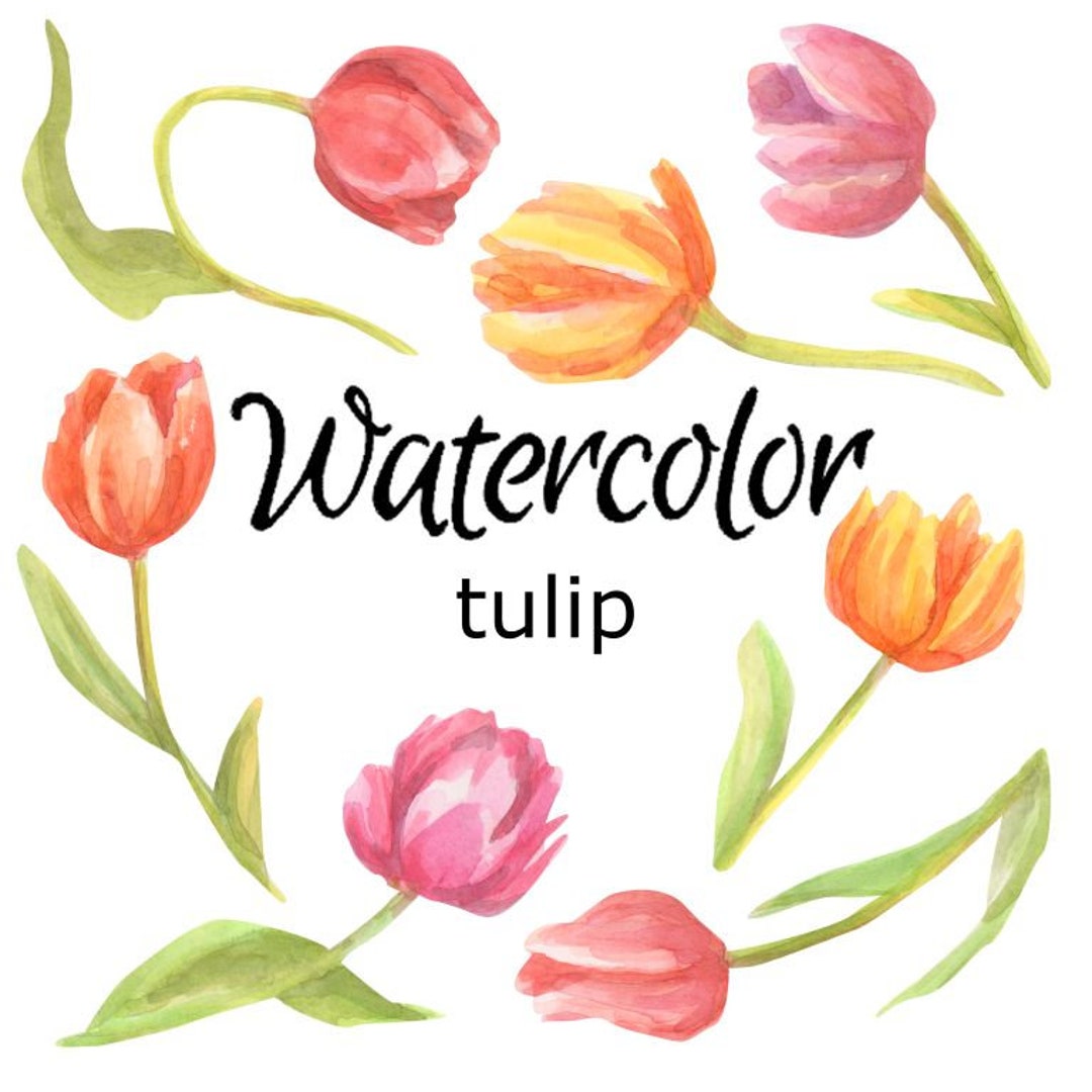WATERCOLOR CLIPART Tulip Flower Png Graphics Watercolour Illustration ...