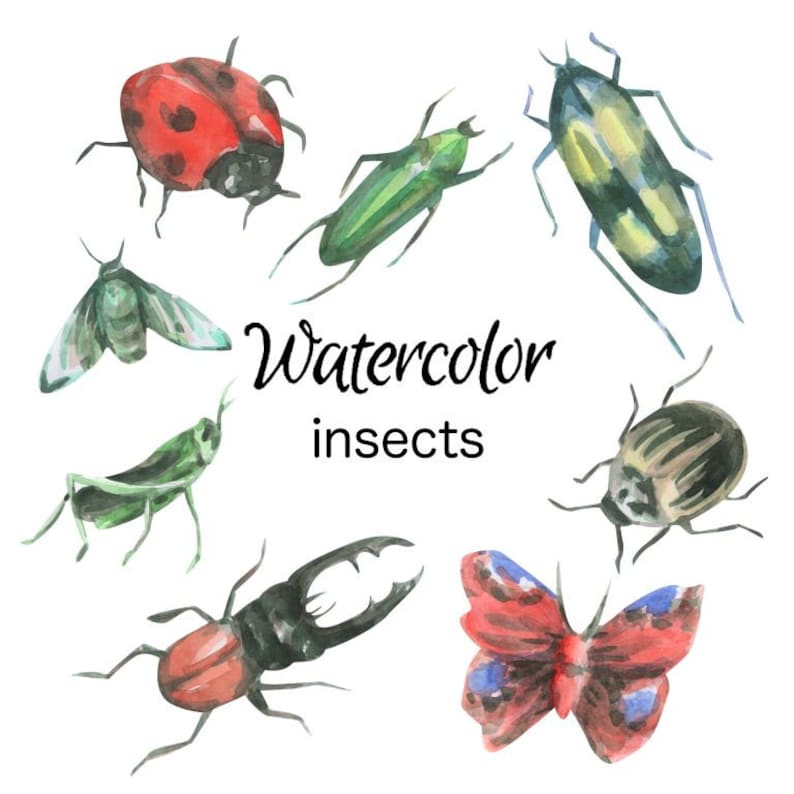 WATERCOLOR CLIPART insects nature scrapbooking clip art insect | Etsy