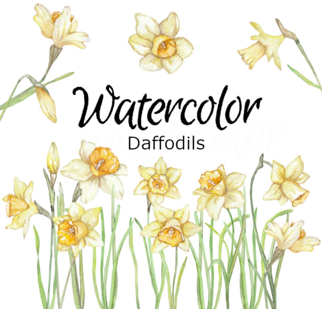 Watercolor Daffodils Clipart: Floral PNG Graphics (digital Download) - Etsy