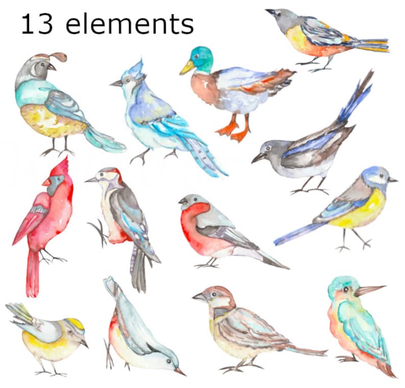 Watercolor Bird Clipart: Hand-painted PNG Graphics (digital Download ...