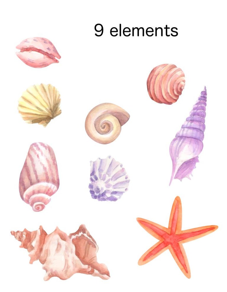 Watercolor Seashell Clipart: Ocean Animal Graphics (PNG) - Etsy