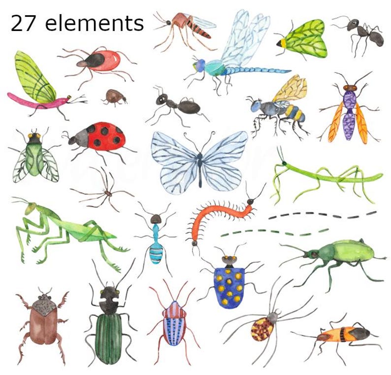 Watercolor Insect Clipart Set: Summer Bugs, Butterfly, Dragonfly (PNG ...