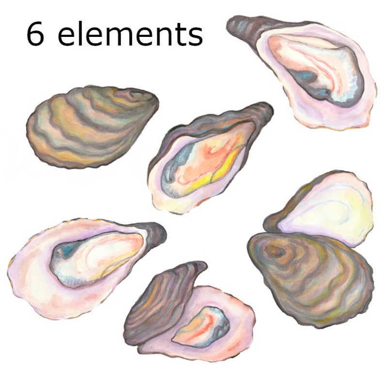 WATERCOLOR CLIPART Oyster Clip Art Nature Scrapbooking Ocean - Etsy
