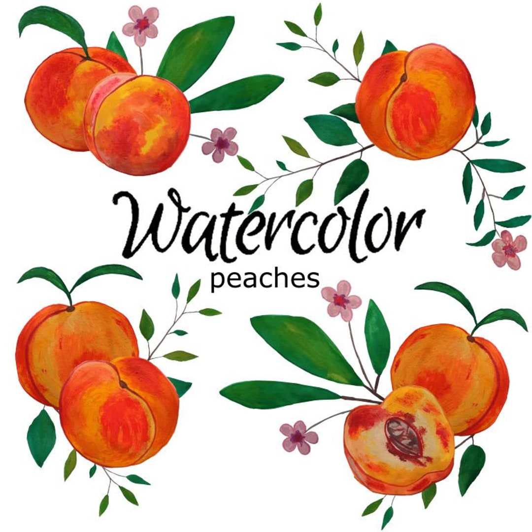 Peach Watercolor Clipart Set: Hand-painted Fruit Graphics (PNG) - Etsy