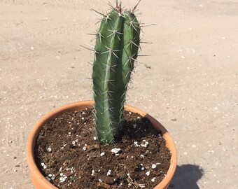 Blue Ghost Cactus - Etsy