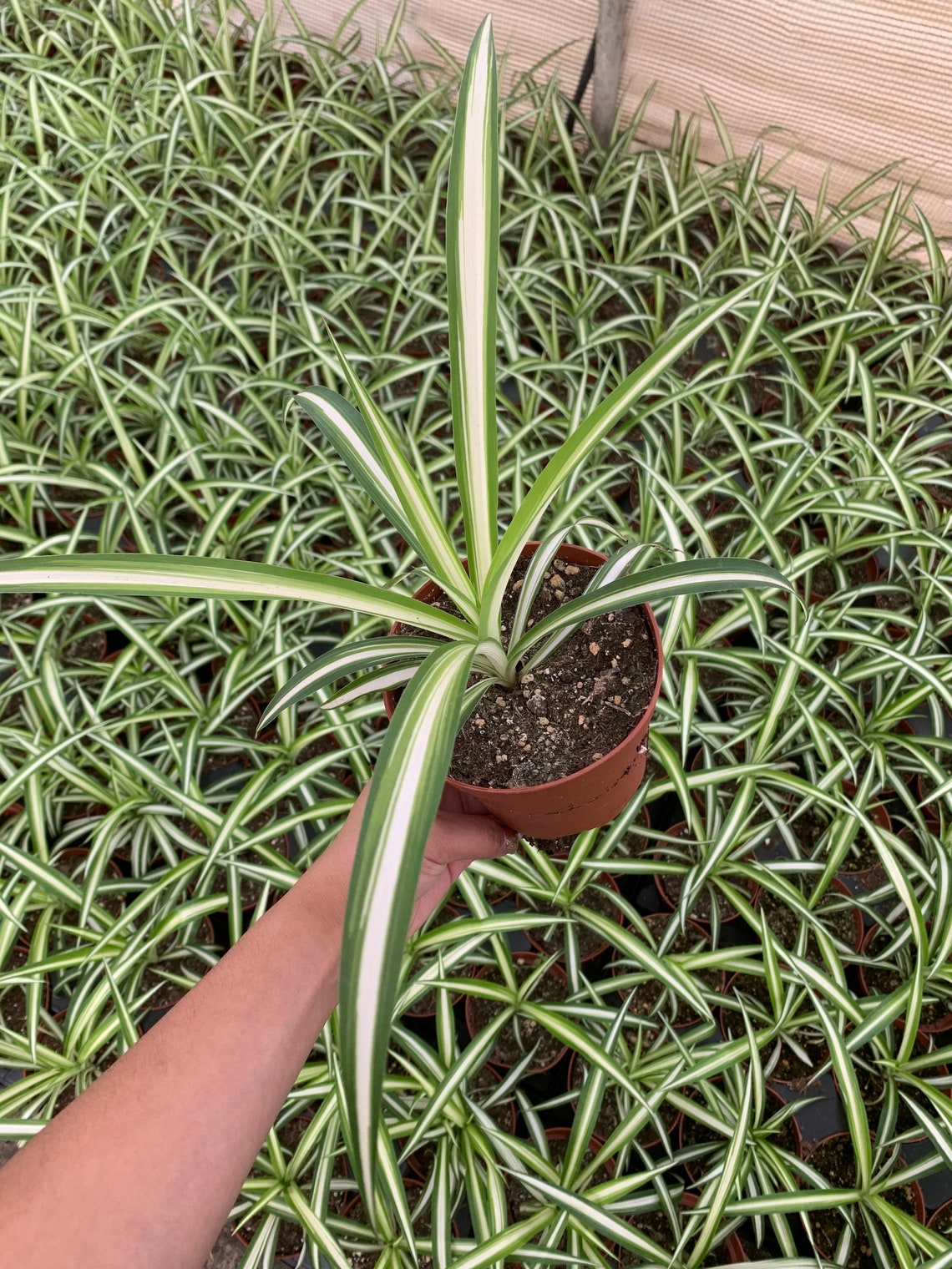 Spider Plant Bonsai//la Arana Planta | Etsy
