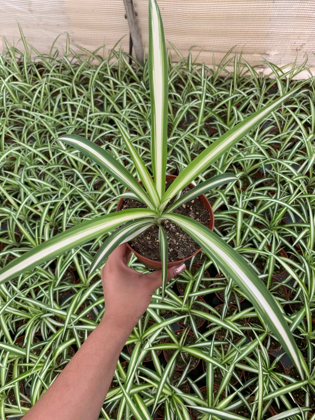 Spider Plant Bonsai//the Spider Plant - Etsy