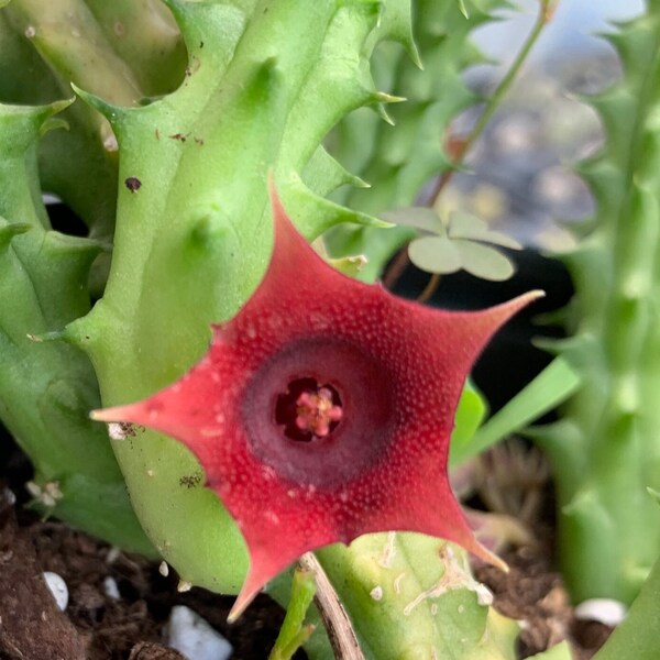 Red Dragon Plant - Etsy