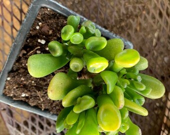 Shrek Ears Succulent - Etsy