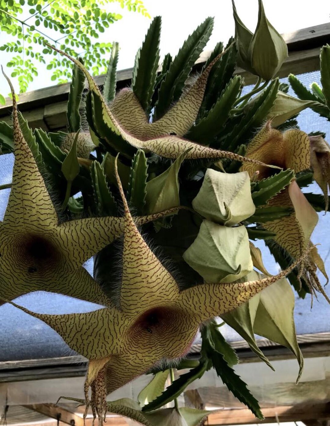 Stapelia Gigantea Live Succulent | Rare Starfish Flower Plant | Large ...