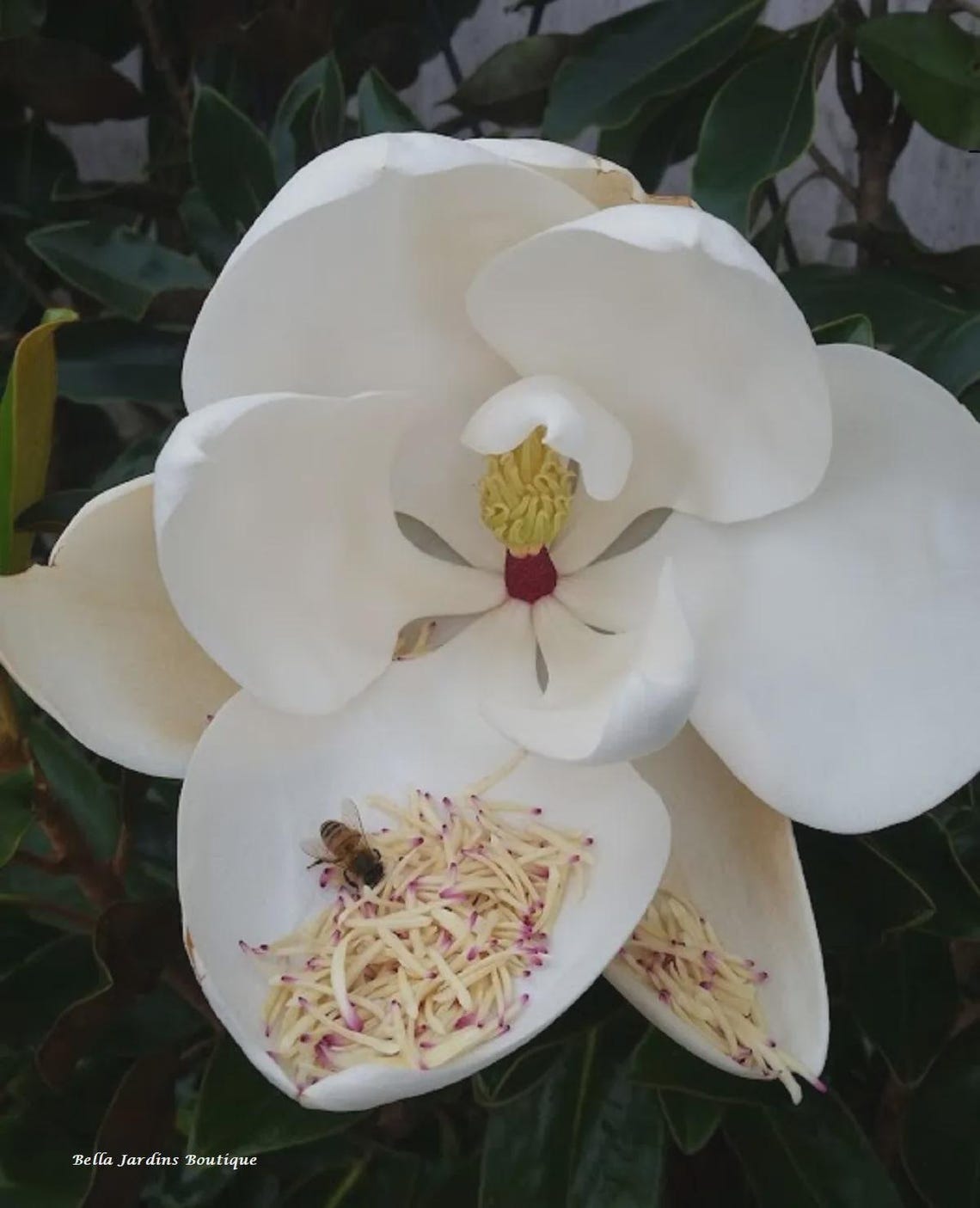 Southern Magnolia (magnolia Grandiflora) 1 Live Potted Tree - Etsy