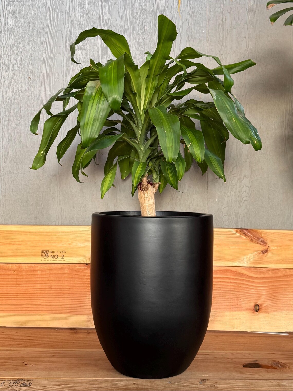 Matte Black Fiberglass Planter: Modern Round Garden Pot - Etsy