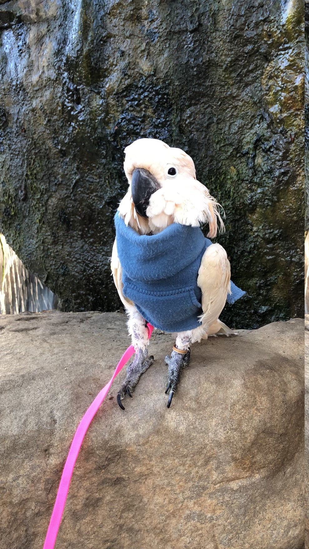 Parrot sweater blue fleece and variety of colors | Etsy