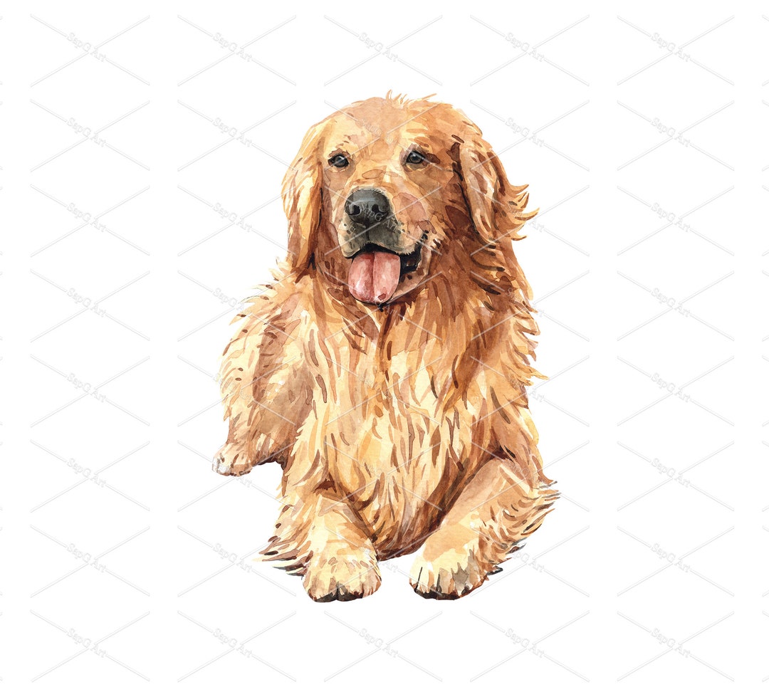 Watercolor Golden Retriever of a Dog Drawing. Golden Retriever - Etsy