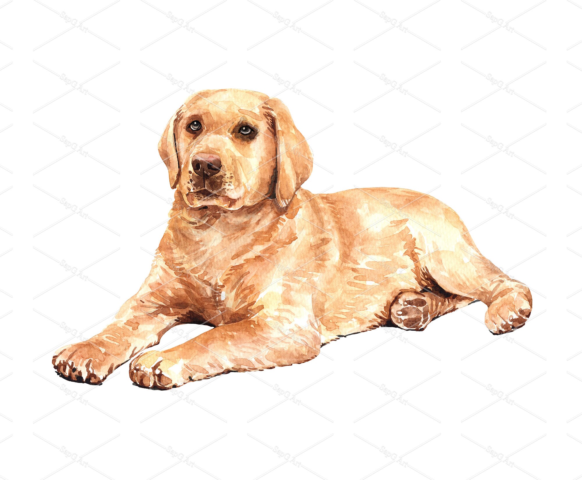 Puppy Lab Dog Drawing