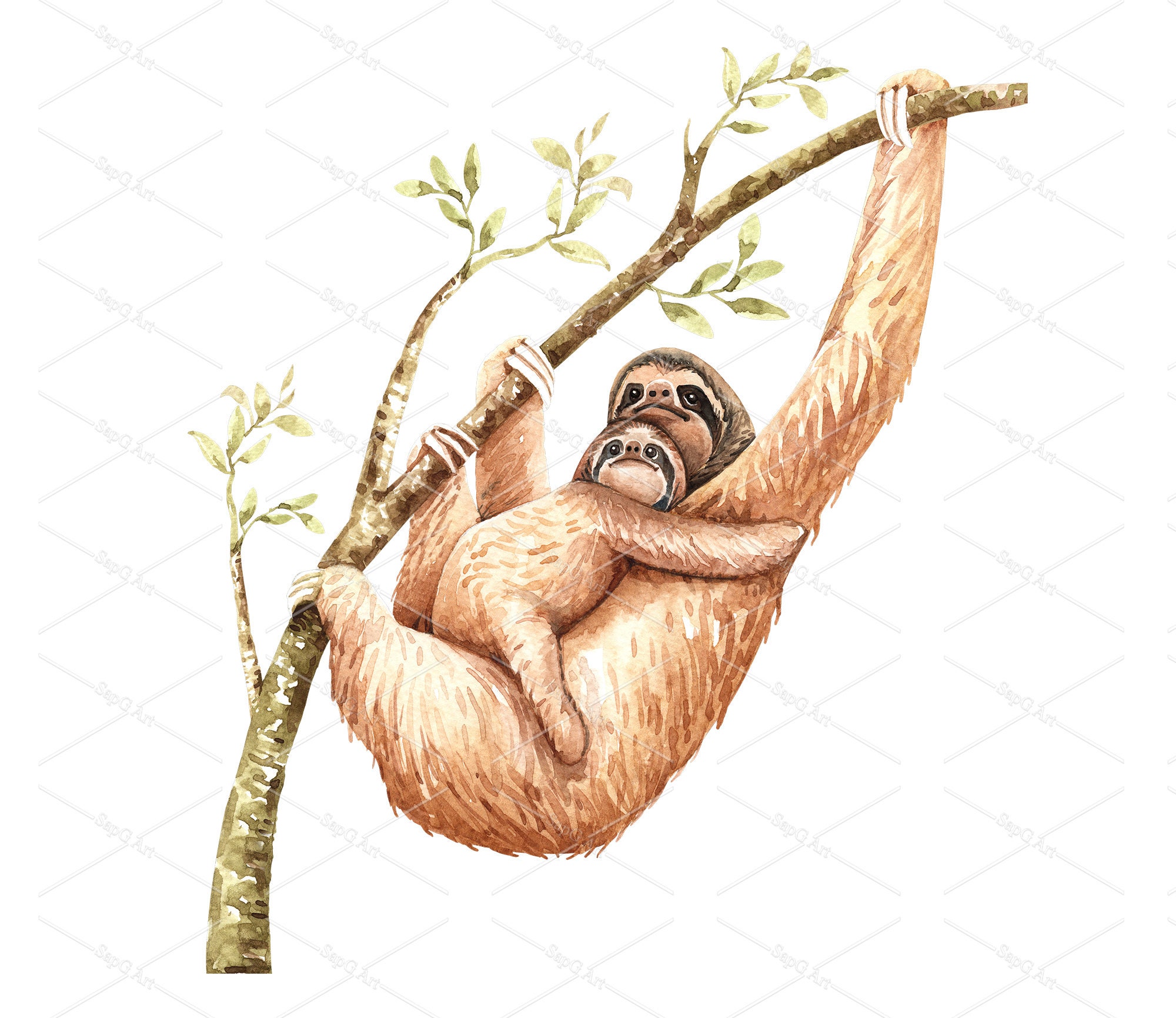 Baby Sloth Drawing