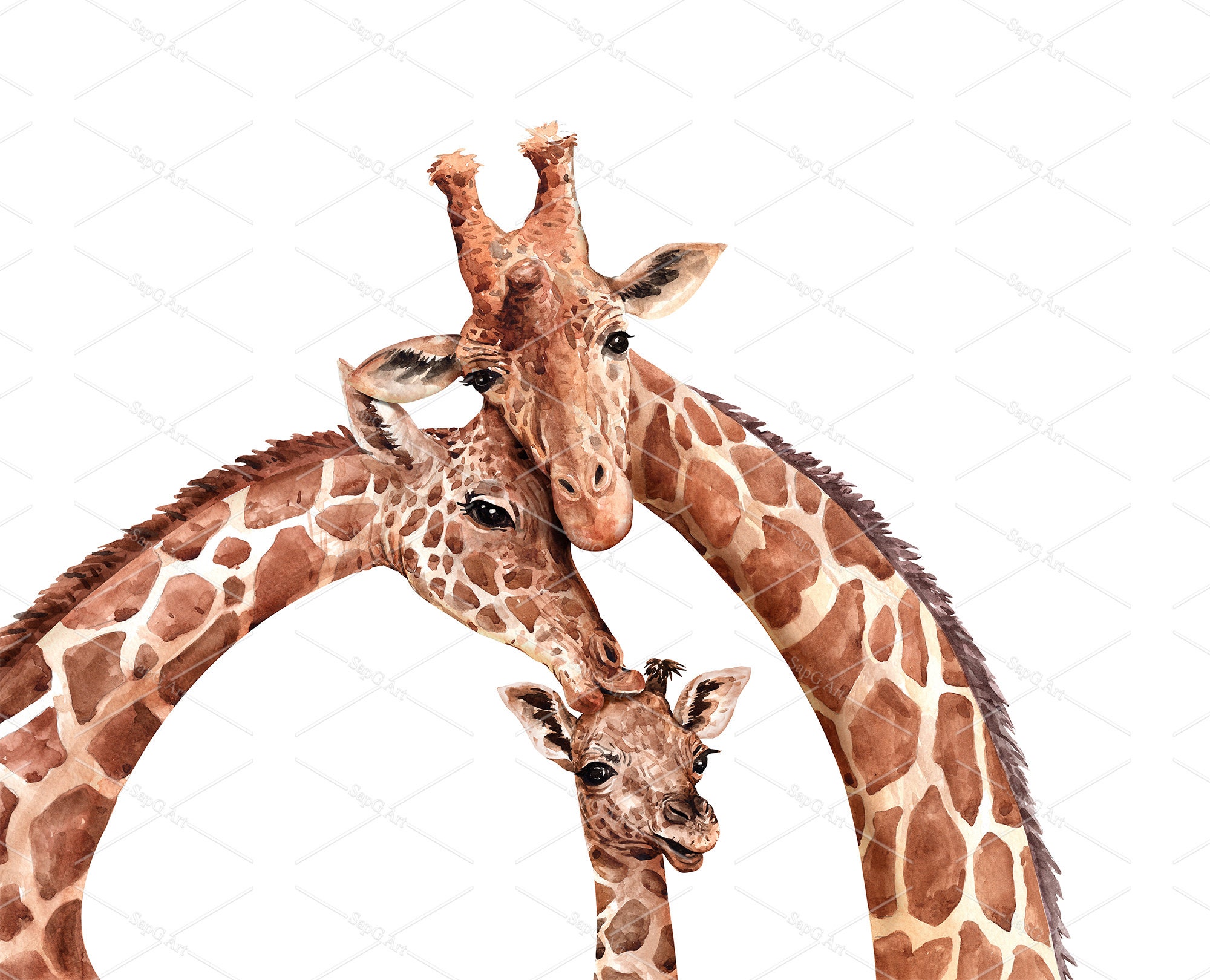 Mom Dad And Baby Giraffe