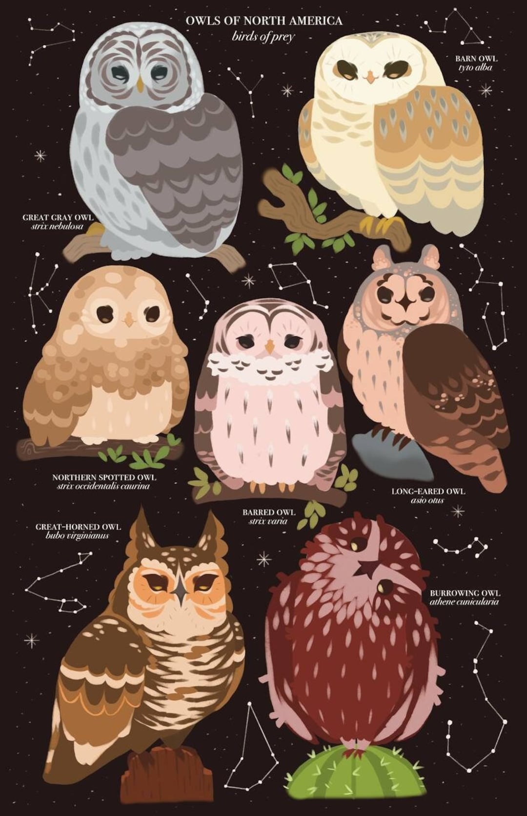 Owl of North America Art Print 11 X 17" / Owl Species Poster Taxonomy ...