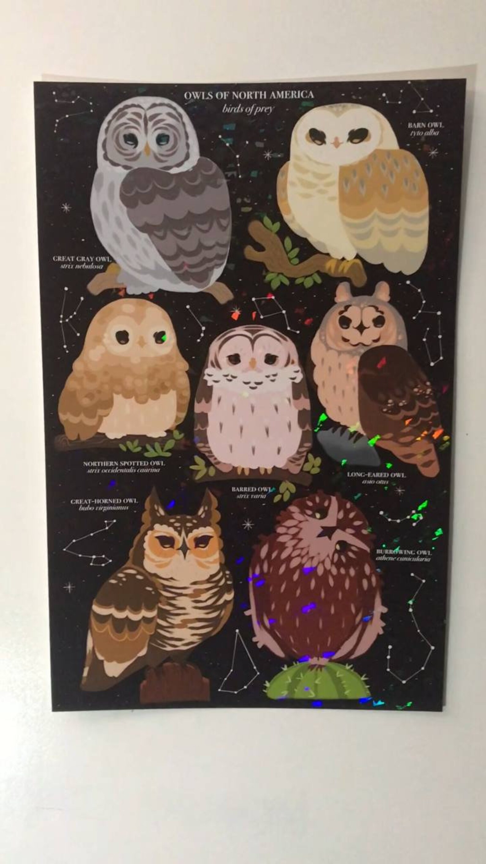 Owl of North America Art Print 11 X 17" / Owl Species Poster Taxonomy ...