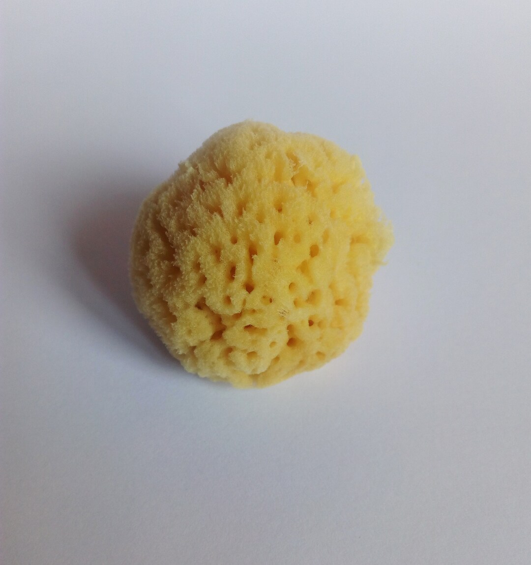 Hard Type Natural Sponge From KALYMNOS ISLAND (1.5-2 Inches) - Etsy ...