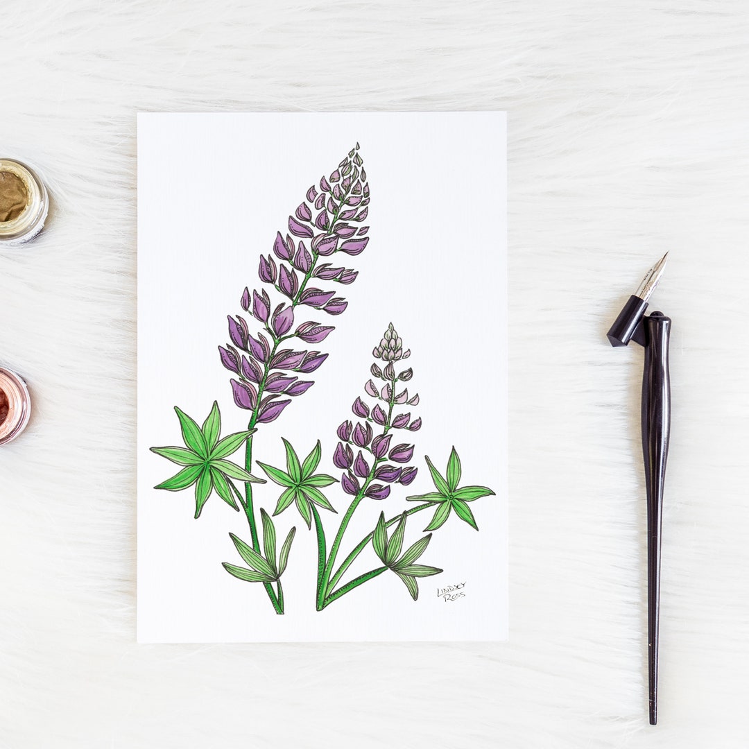 Lupin Illustration // Lupin Greeting Card // Prince Edward Island Art ...