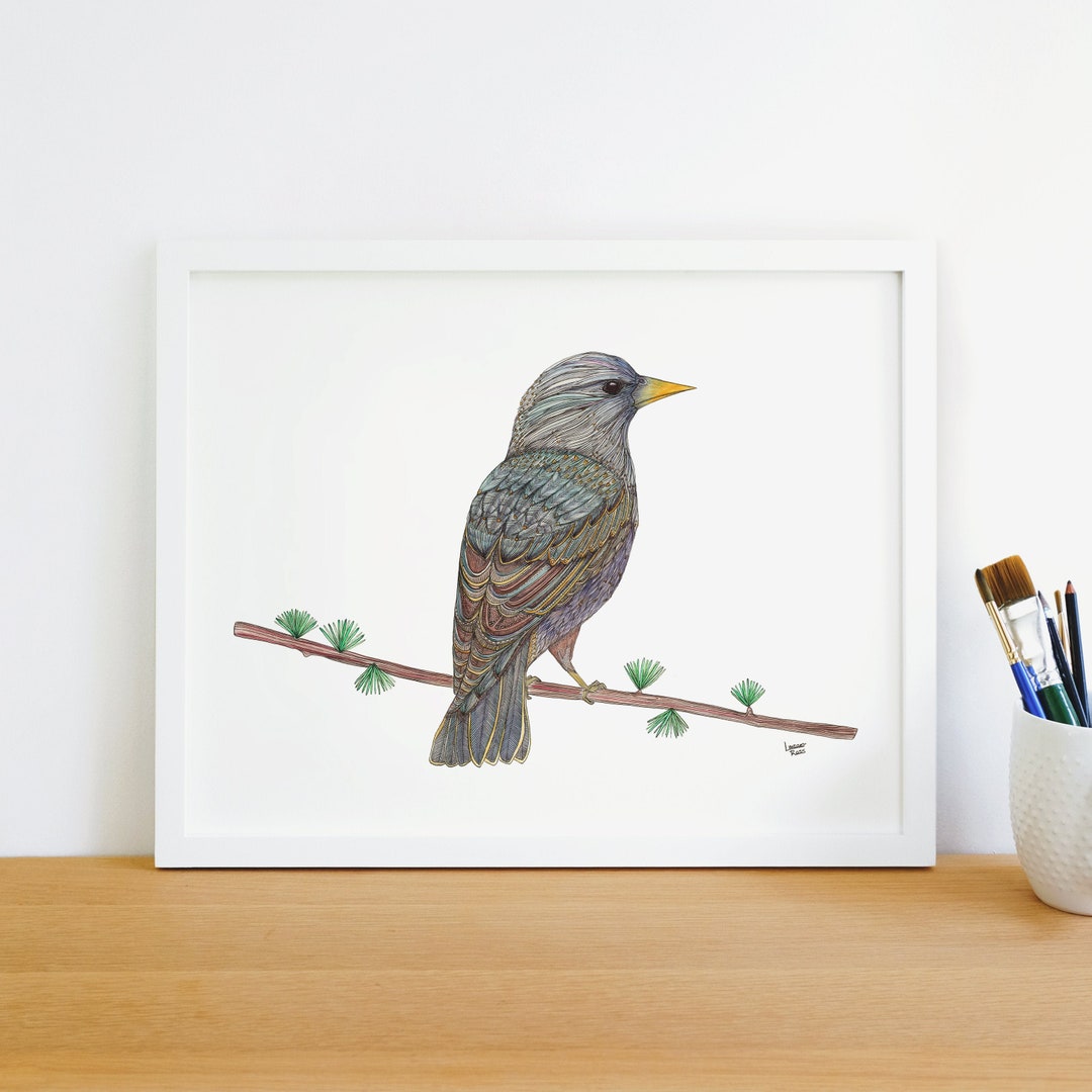 Starling Art Print // Bird Illustration // Nature Print // Starling ...