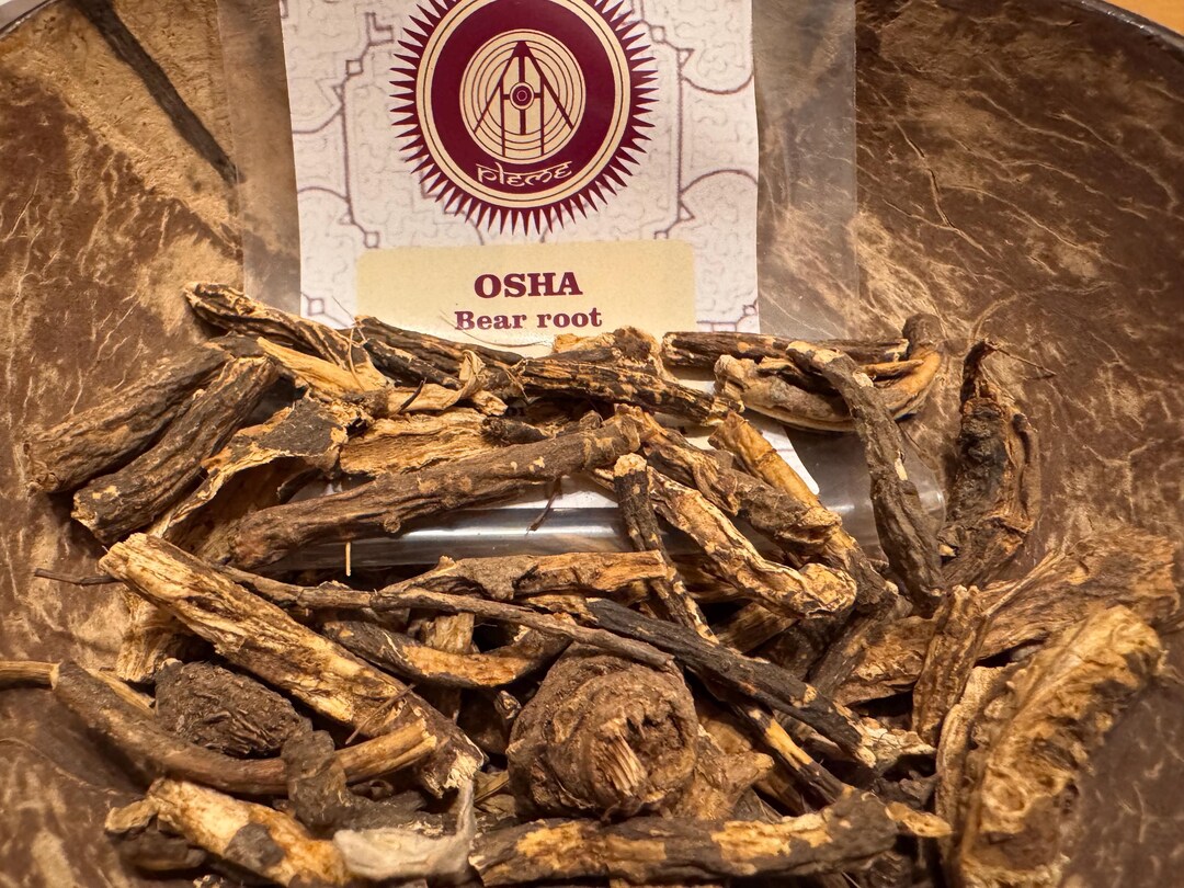 Osha Root Bear Root Lingusticum Porteri 20grams - Etsy