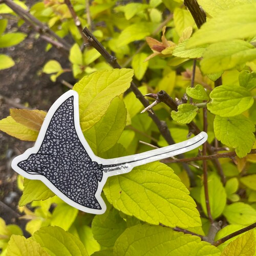 Spotted Eagle Ray Sticker Set of 2 Stickers Sticker Set - Etsy