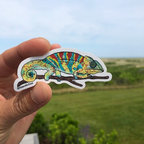 Chameleon Sticker Chameleon Decal Jackson Chameleon Sticker - Etsy