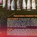 Arrowhead Timeline Poster First Texans 13,000 Years Indian Artifacts - Etsy