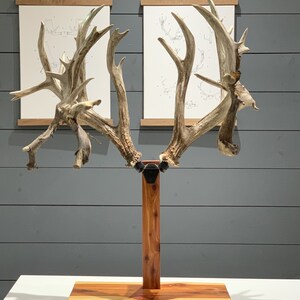 Blemished RACK HUB® RH2 / Match Set Antler Mount / Shed Antler Display ...
