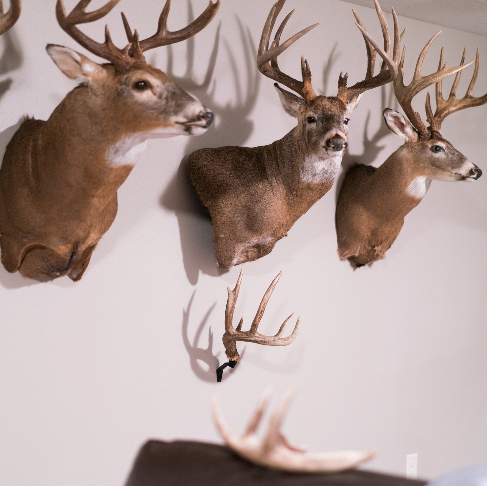 RACK HUB® RH1 Antler Mount / Shed Antler Display / Trophy Mount / Deer ...