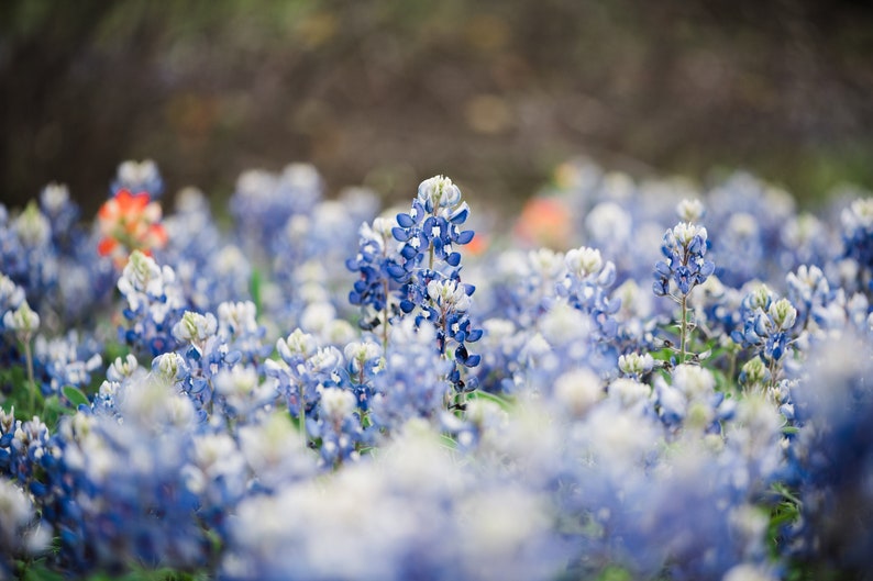 Texas Bluebonnets Digital Download Print - Etsy