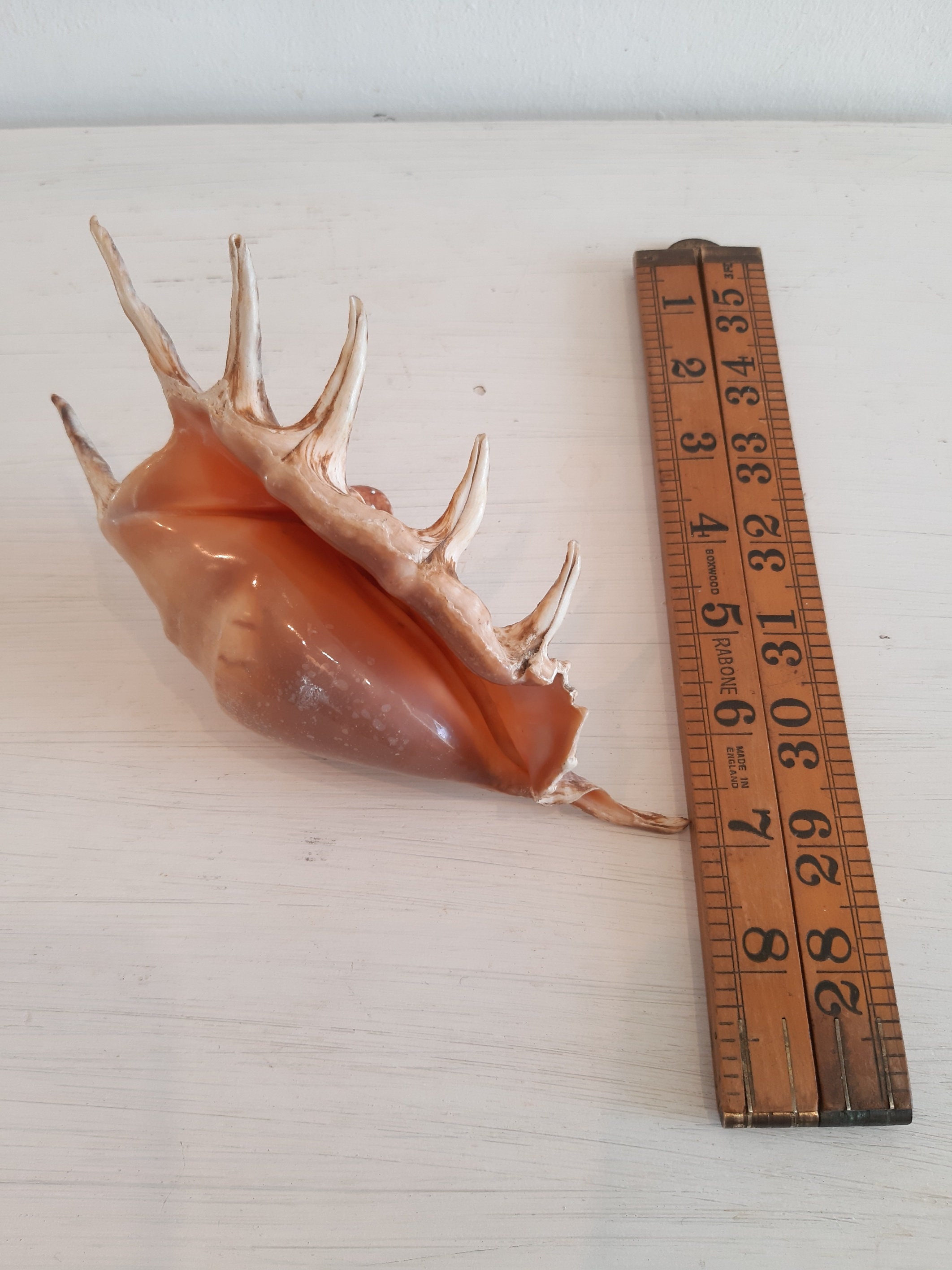 Vintage Spider Conch Shell Lambis Chiragra Sea Shell Spider | Etsy